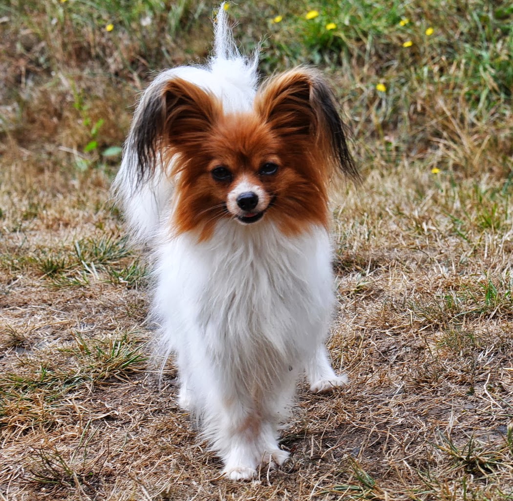Road's End Papillons : 18 Days old Papillon Puppies