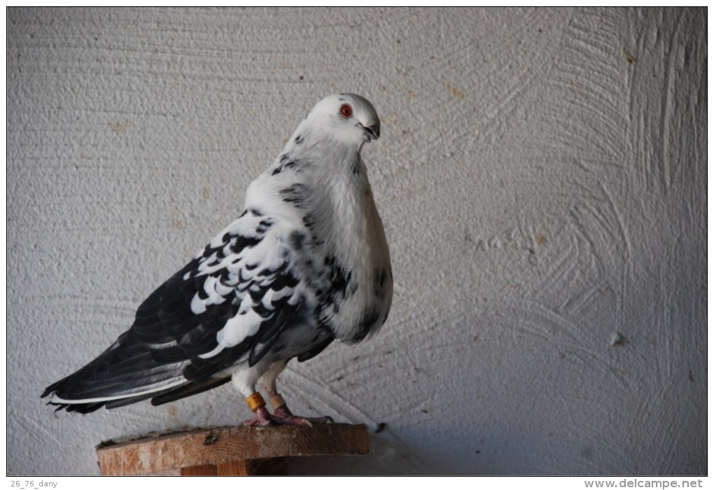 Canario Cropper | BD PIGEONS