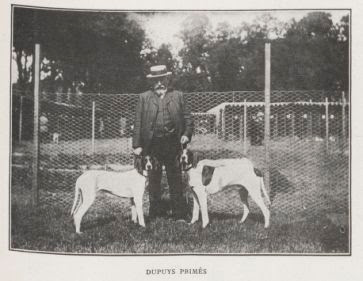 Pointing Dog Blog: The Braque Dupuy