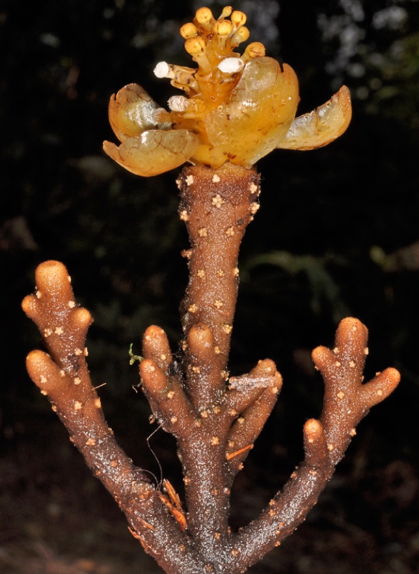 Sciency Thoughts: Balanophora coralliformis: A new species of parasitic ...