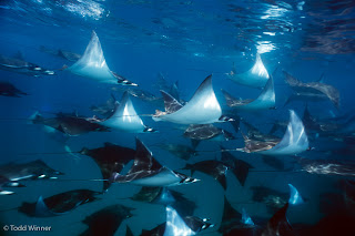 The Dive Shack Tides: Creature Feature: Flying Mobula Rays