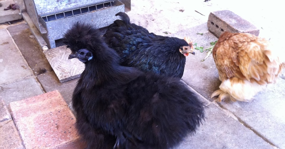 Suburbhen - A Hen in the City: Ingrown Feathers in Chickens