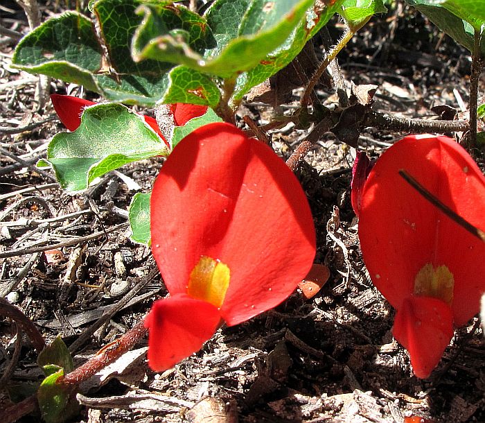Esperance Wildflowers: Kennedia prostrata - Scarlet Runner