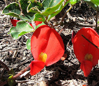 Esperance Wildflowers: Kennedia prostrata - Scarlet Runner