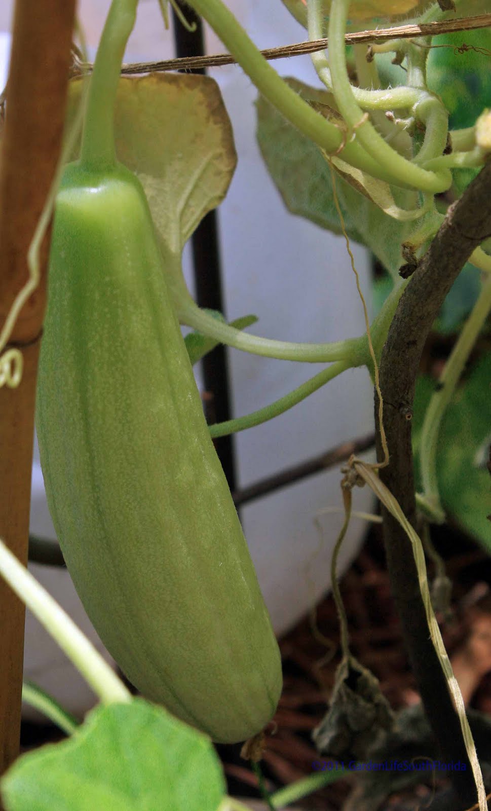 Dawns Garden Life: Hope Grows Day: June 2011