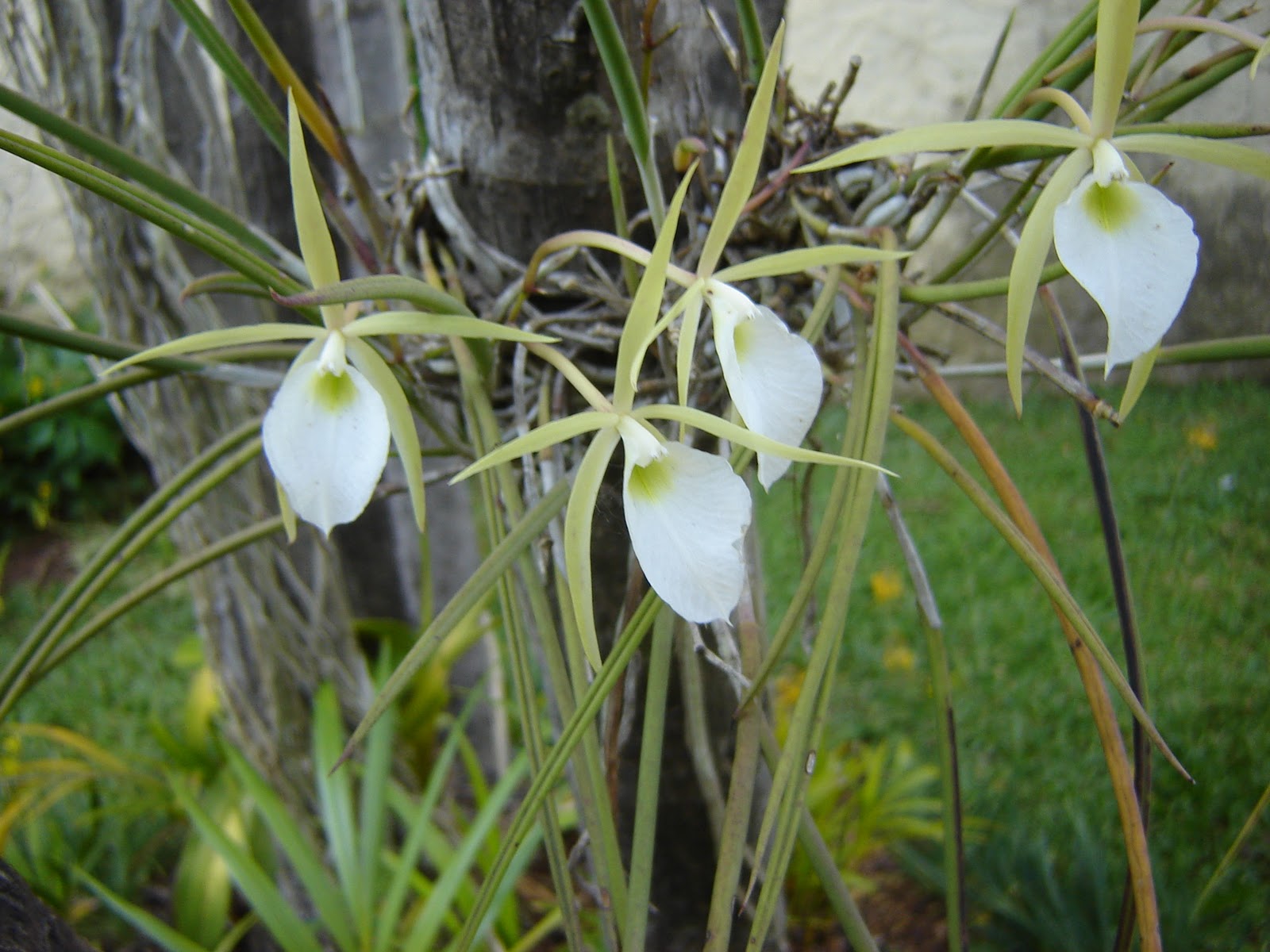 v e r d e c h a c o: Brasavola / Perrini