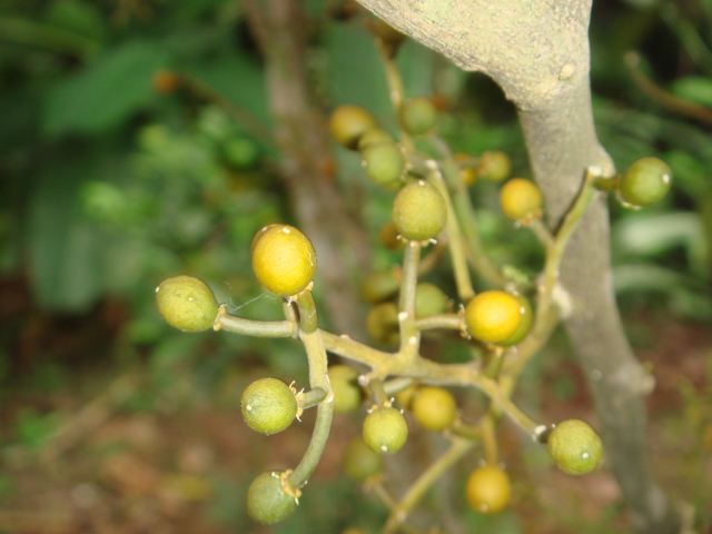 Padang Jawa - Masih Ku Ingat, Dulu Lain Sekarang Lain: Cemperai - Jenis ...