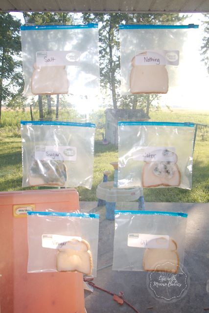 Growing and Preventing Mold a Science Experiment for Kids - Life with ...