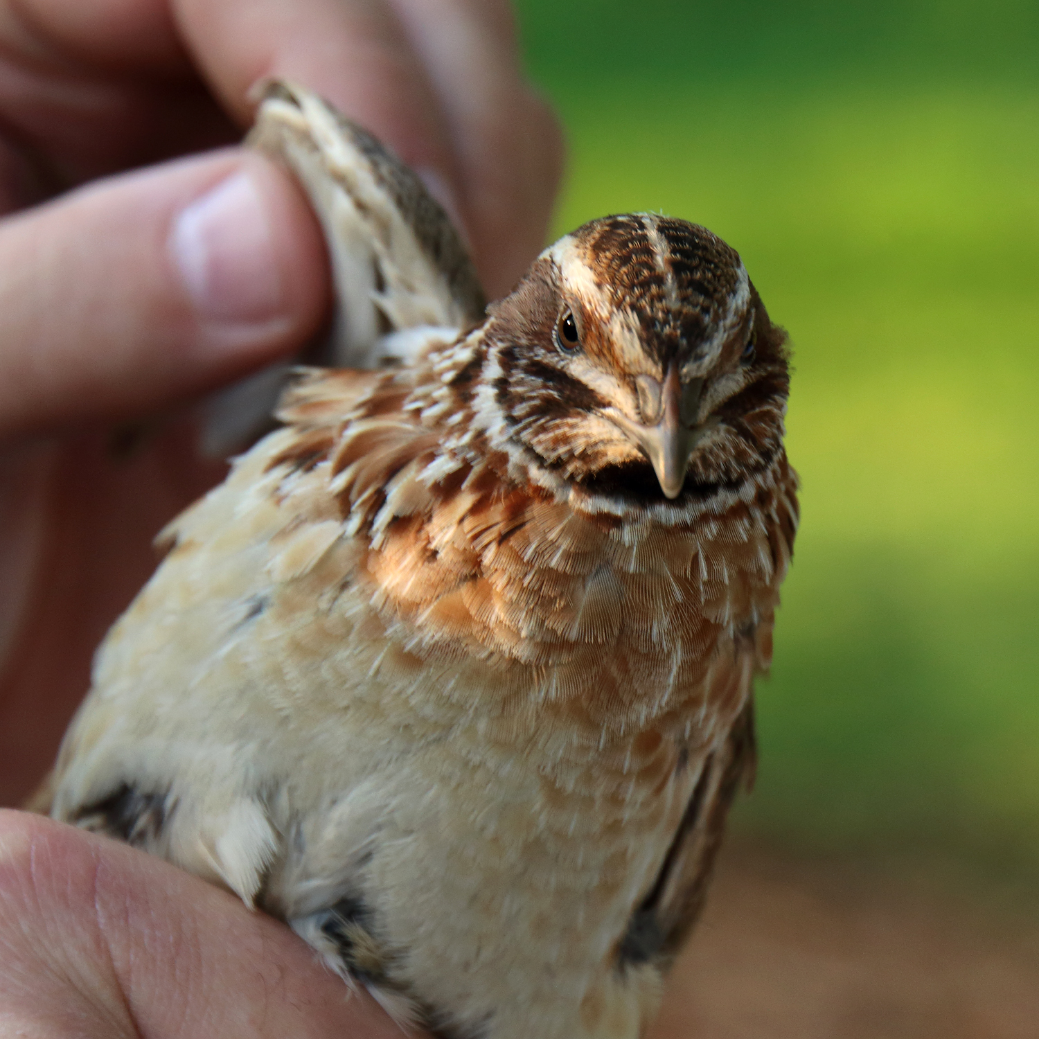 BO629HR: De kwartel, koning van CES 4.