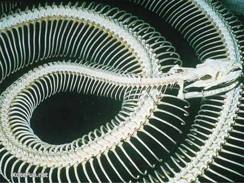 Foto foto tulang ular yang luar biasa | BOMBA DOT COM