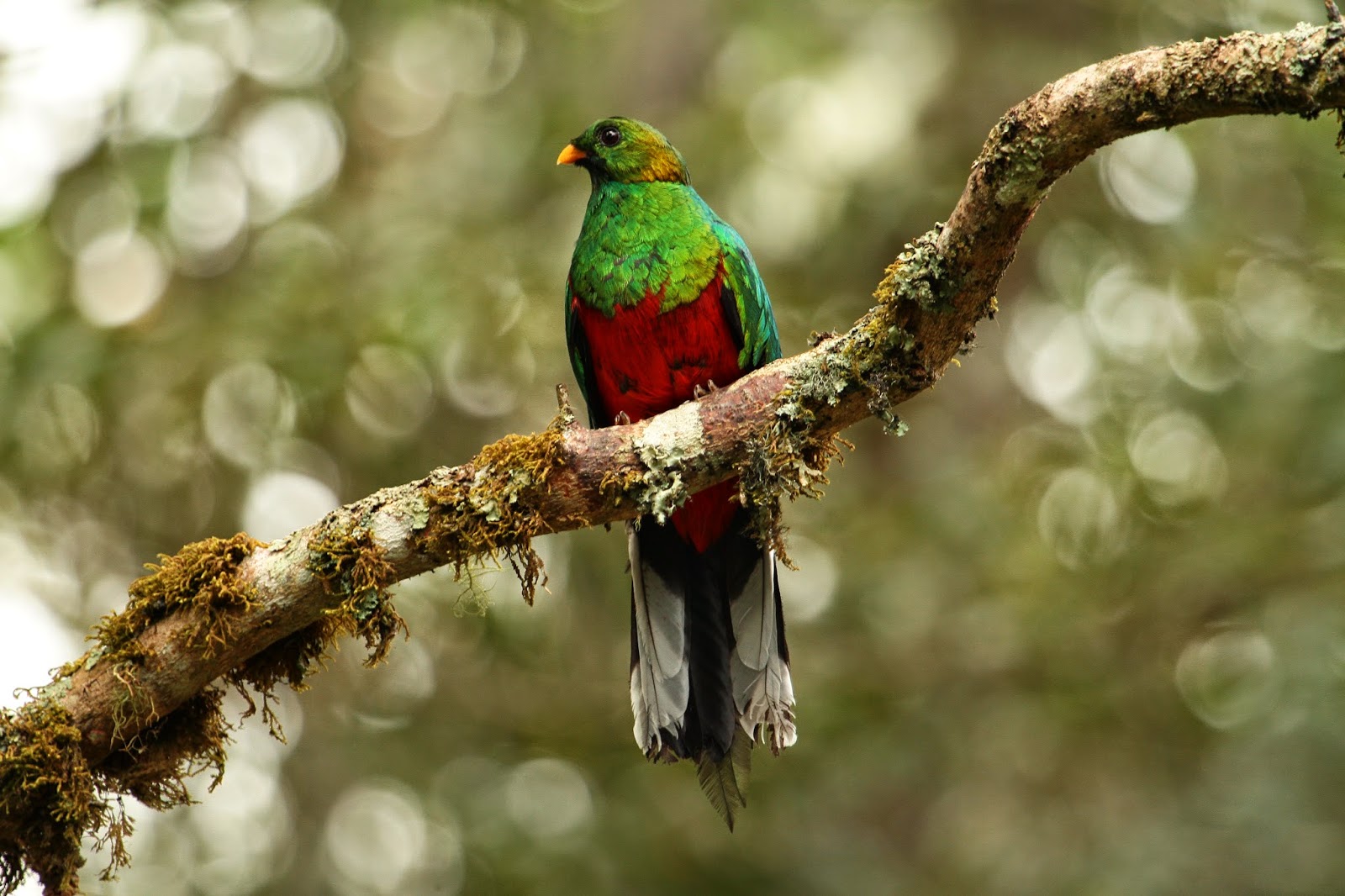 Nuestro bello mundo...: White-tipped Quetzal, male, Pharomachrus ...
