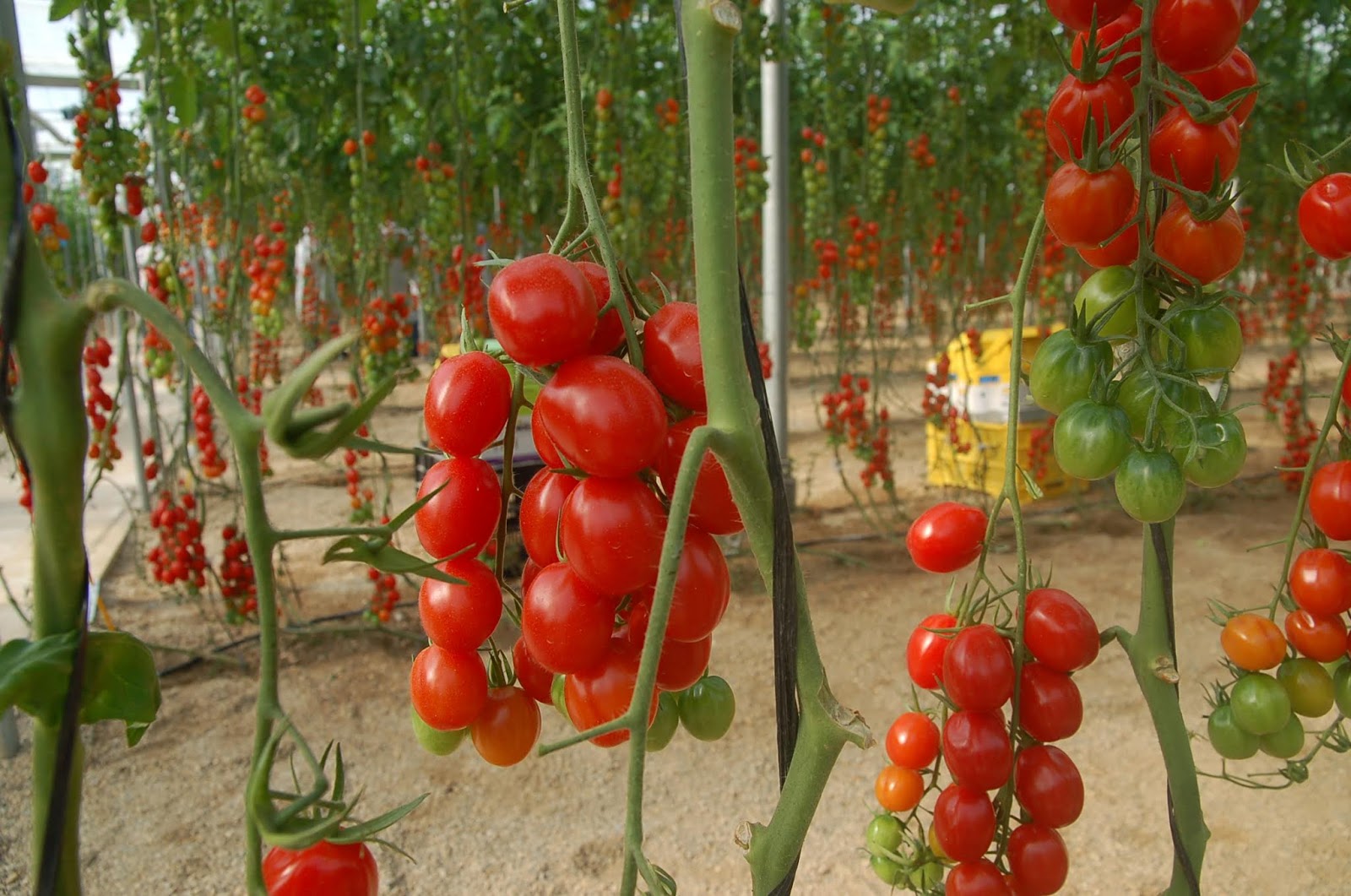 ANPP Animales y Plantas de Perú: El Tomate - Solanum lycopersicum