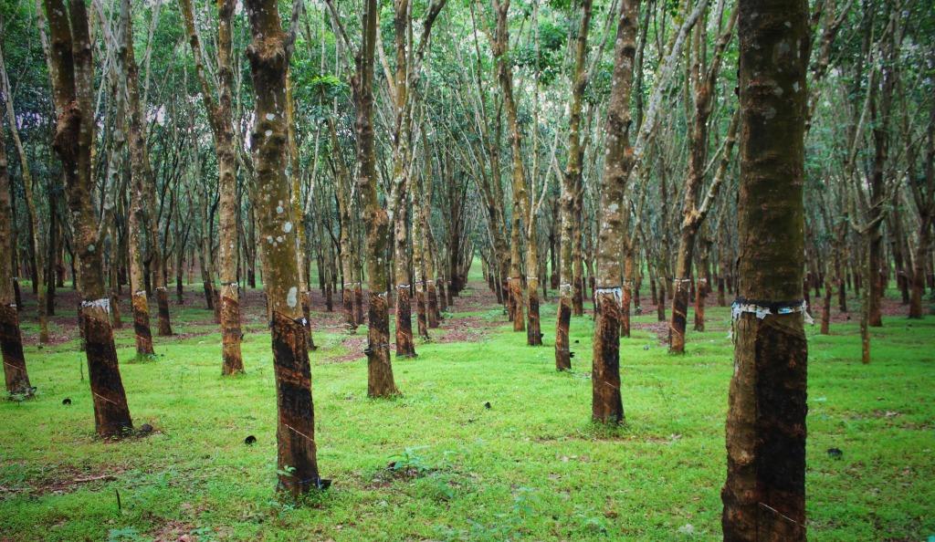 Tamilnadu Tourism: Kalikesam Forest & Waterfalls, Kanyakumari