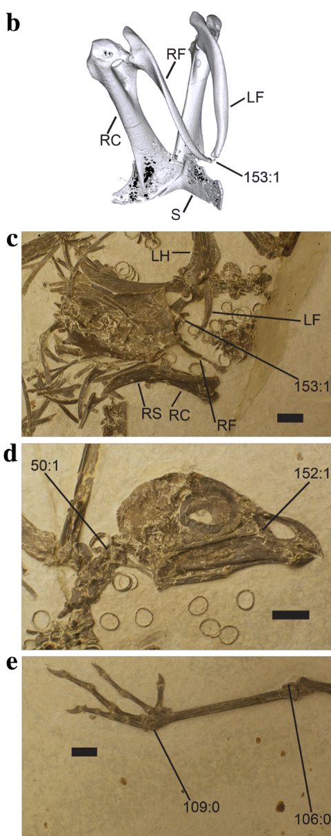 Species New to Science: [PaleoOrnithology • 2018] A North American Stem ...
