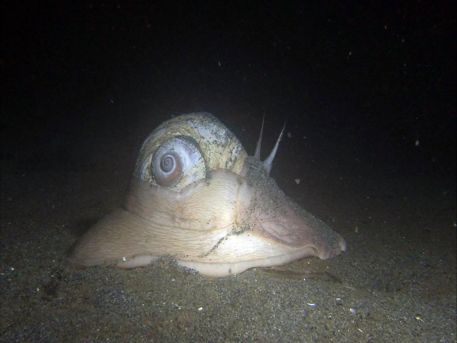 NEPTUNE 911 For Kids: Give a Moon Snail a Clam