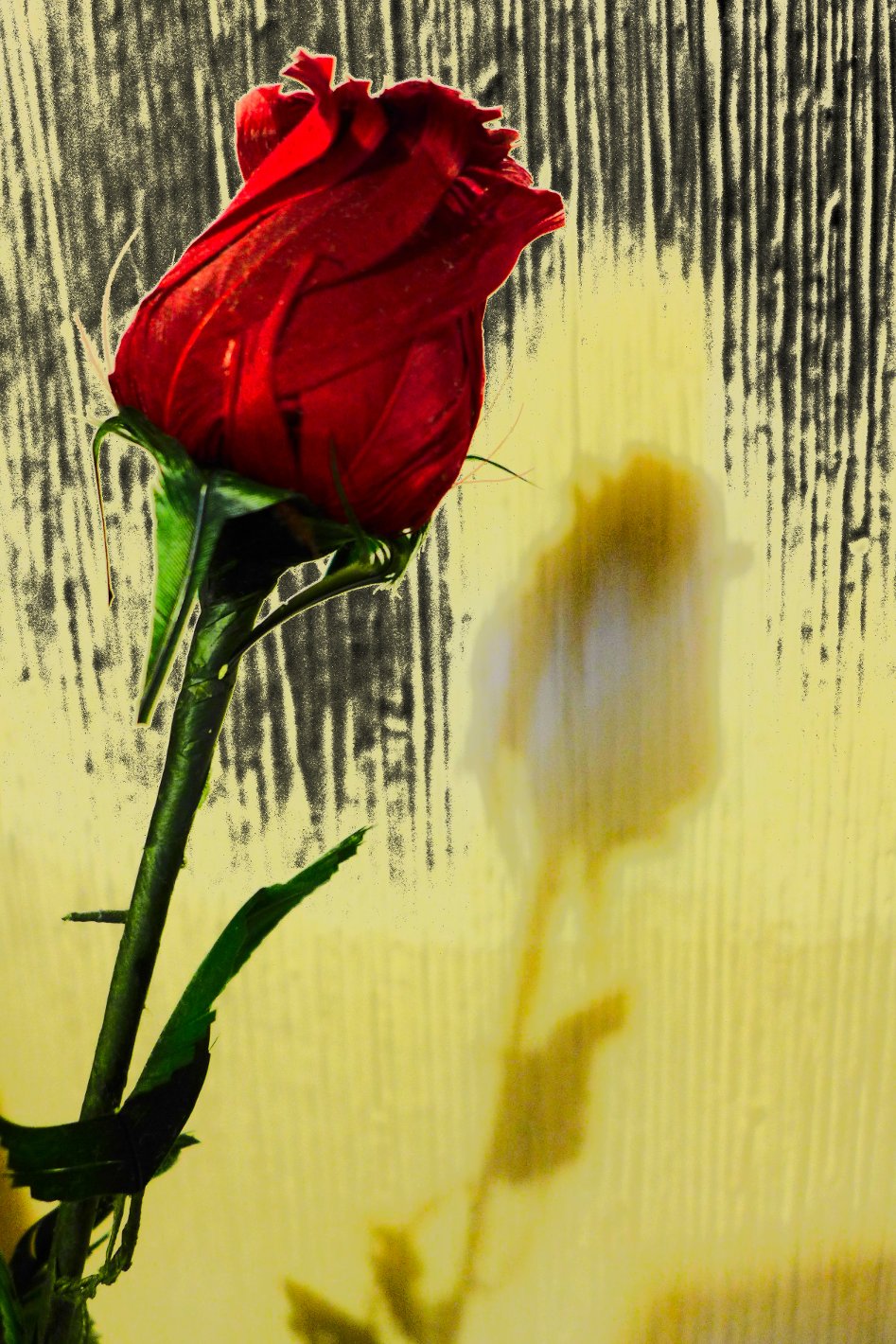 Ensayos fotográficos