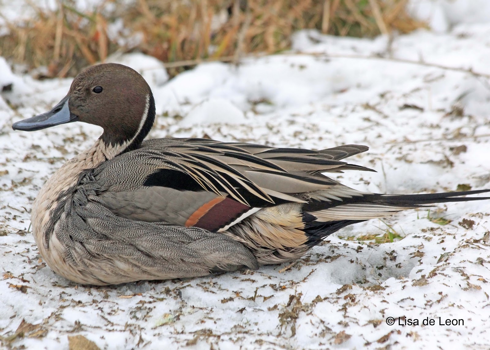 Birding with Lisa de Leon: Northern Pintails Mix it Up!