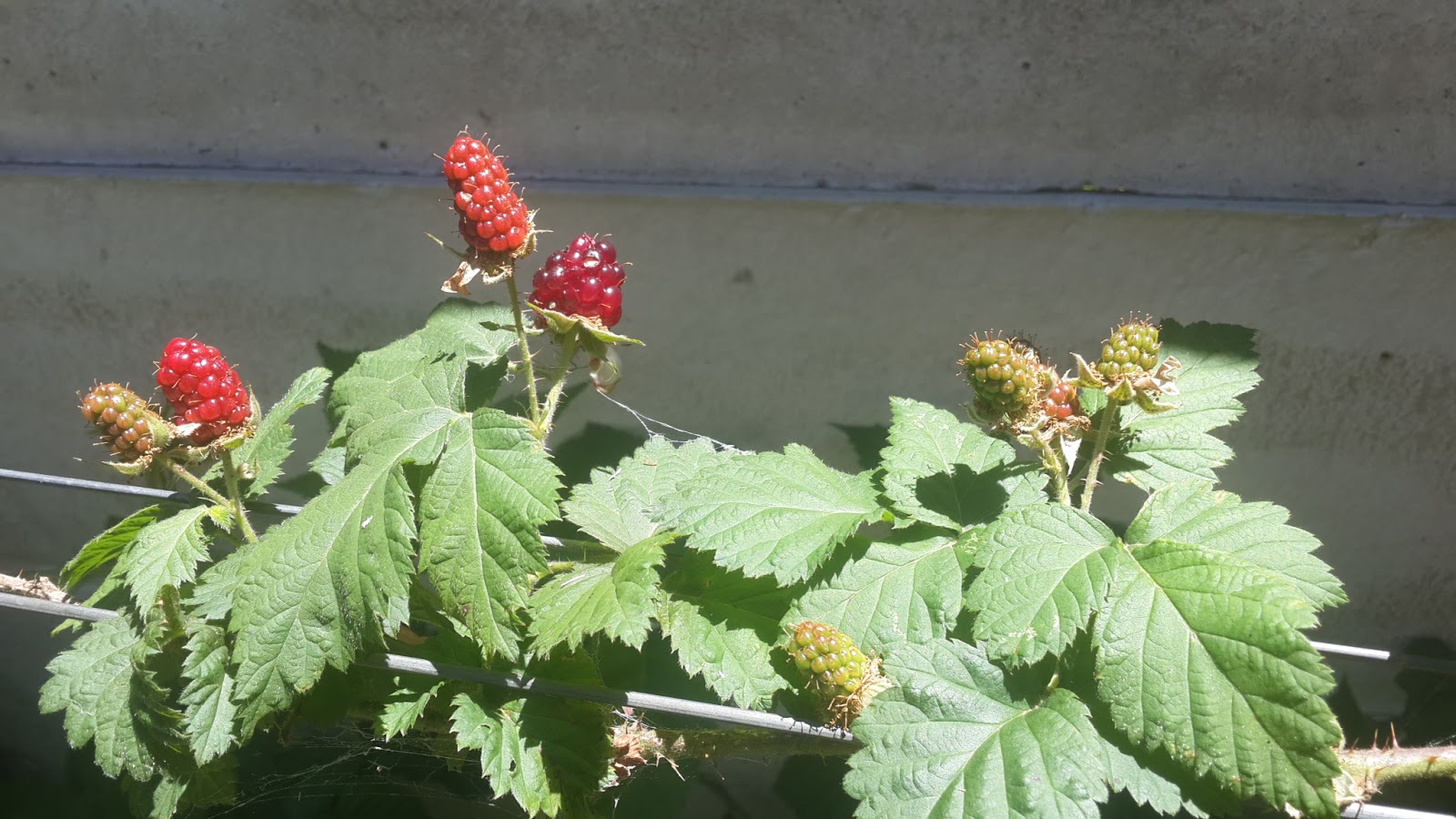 Jacot's Garden: Youngberry/Booysenberry/Blackberry