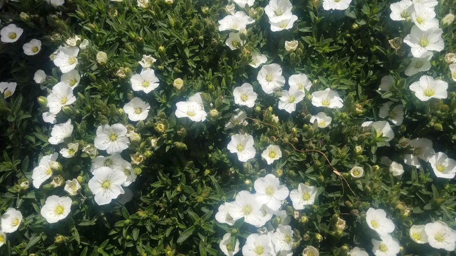 Future Plants by Randy Stewart: Sandwort