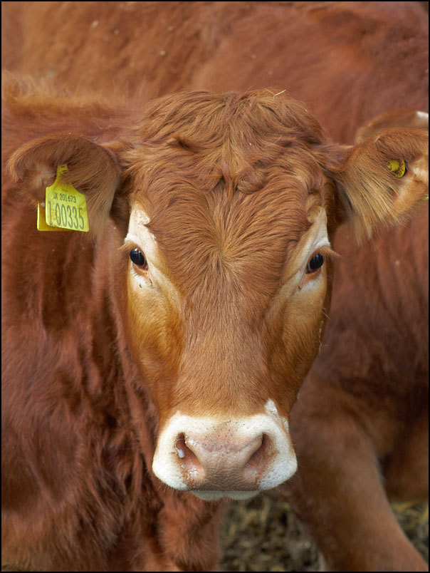 The paintings, photographs and observations of Ashley Brayson ...