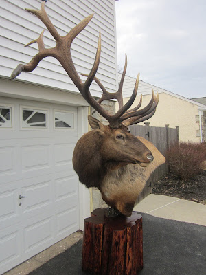 Elk County Outfitters at Camp Nick: The Bill Zee Bull