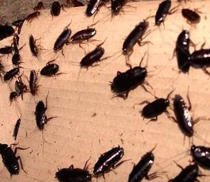 Мр. Гоод: Buba Svaba ili Buba Rus?