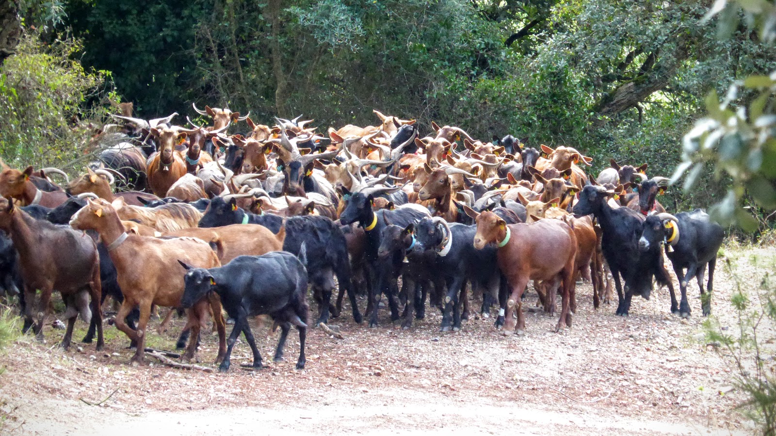 A picture a day: Herd of goats