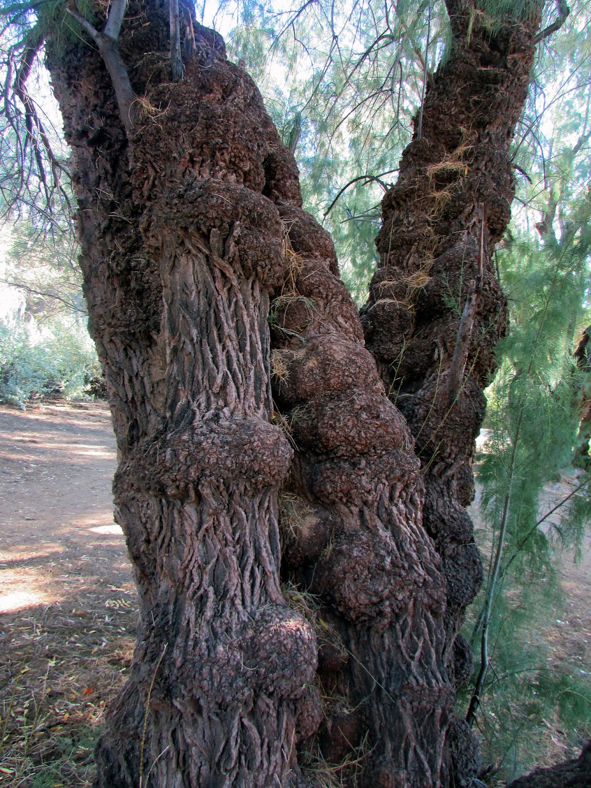 Arboretum Photos: Twisted Trees