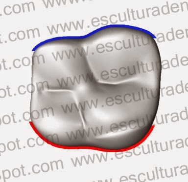 Características anatômicas do primeiro molar superior direito Dente 16