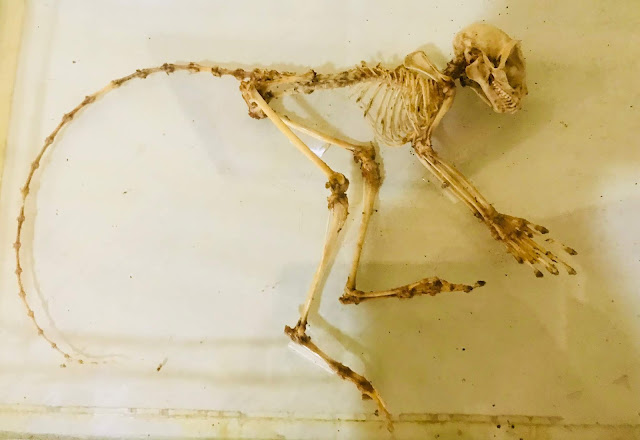 Plan your own Bohol Tour - The Island of Tarsiers and Chocolate Hills