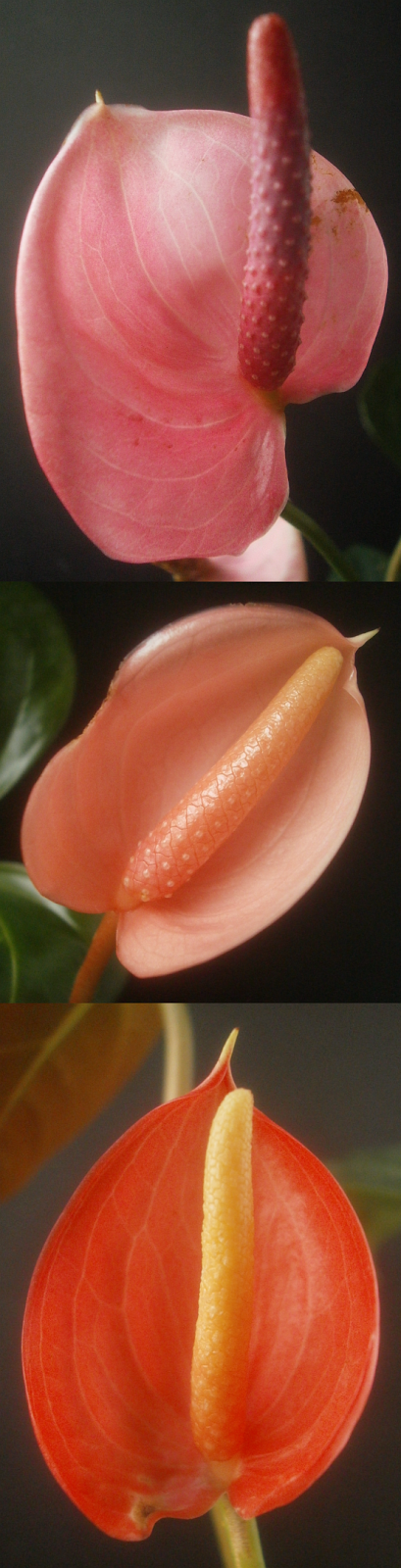 Plants are the Strangest People: Anthurium no. 1181 "Tajma Stetson"