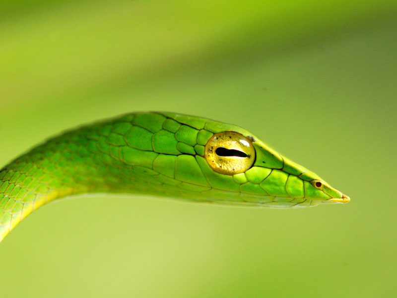Many Means: Green Vine Snake