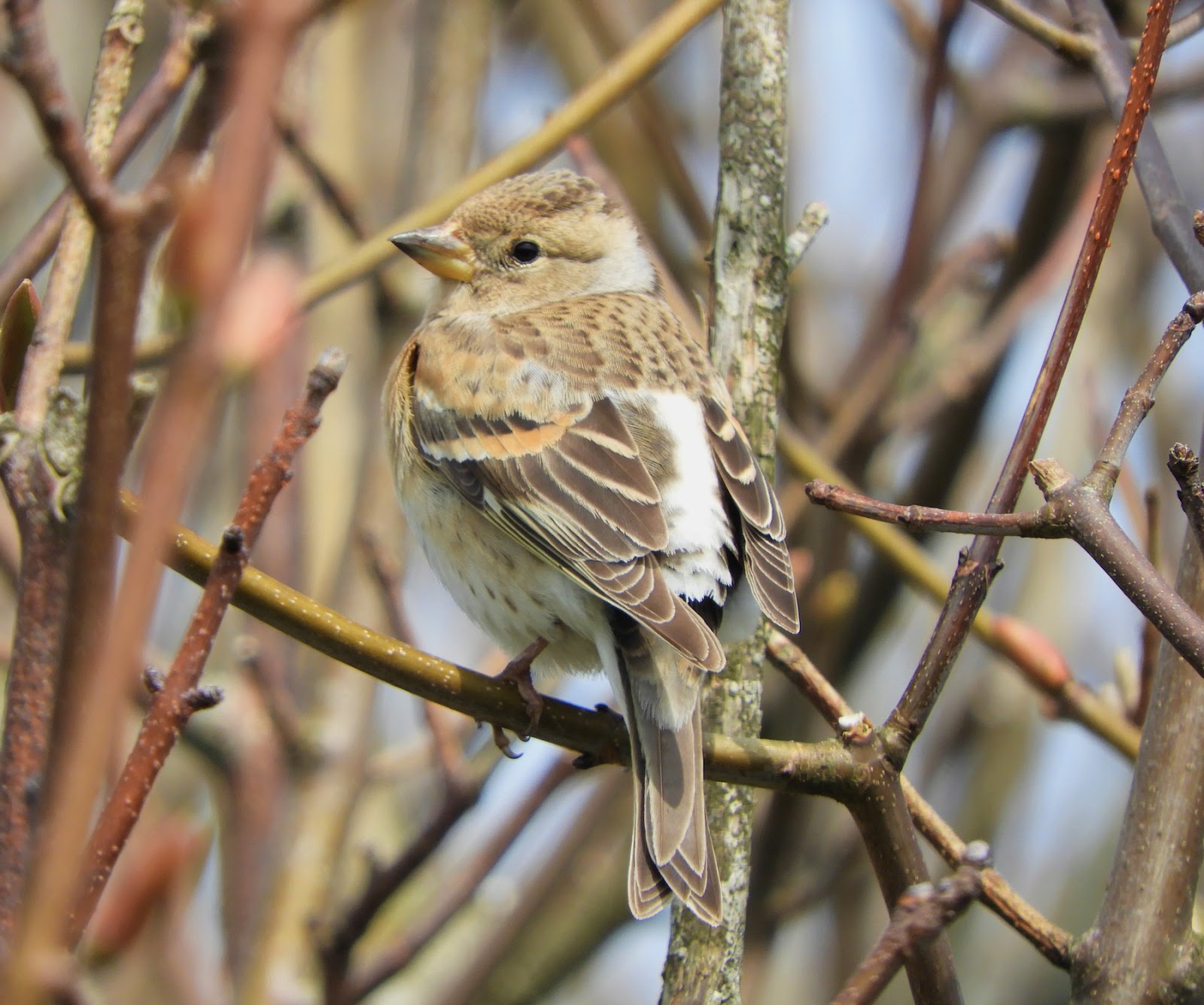 Lundy Bird Observatory Sightings Archive: 20th to 22nd Apr – Yellow ...