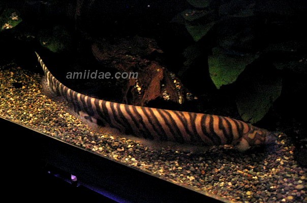 Mania de Aquário: Ituí Tigre (sarapó, carapó)