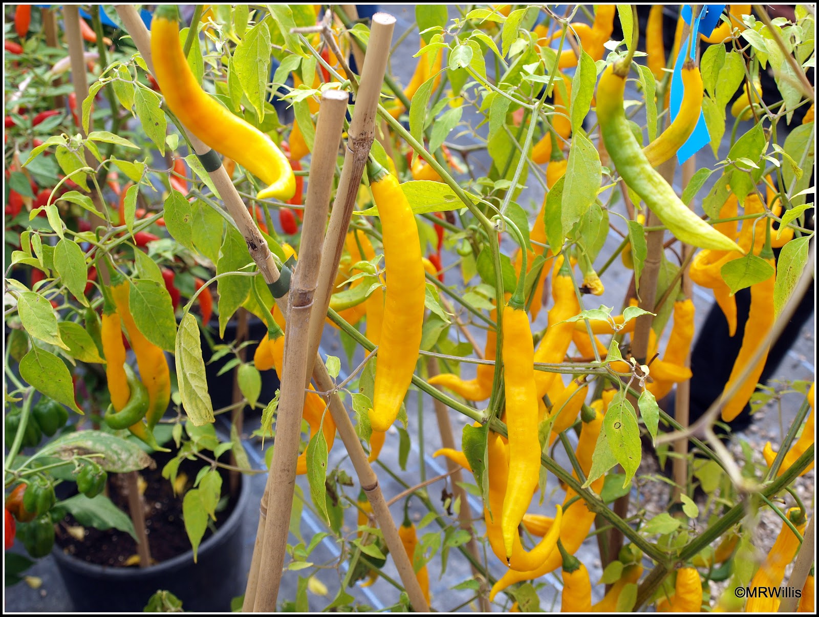 Mark's Veg Plot: For the love of chillis...