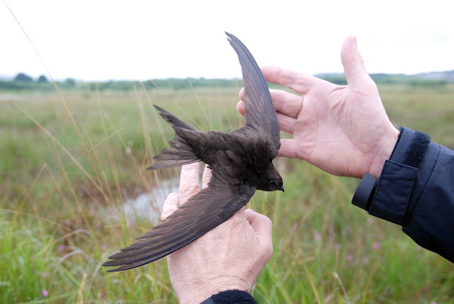 Ruffled Feathers: Swift Response Unit