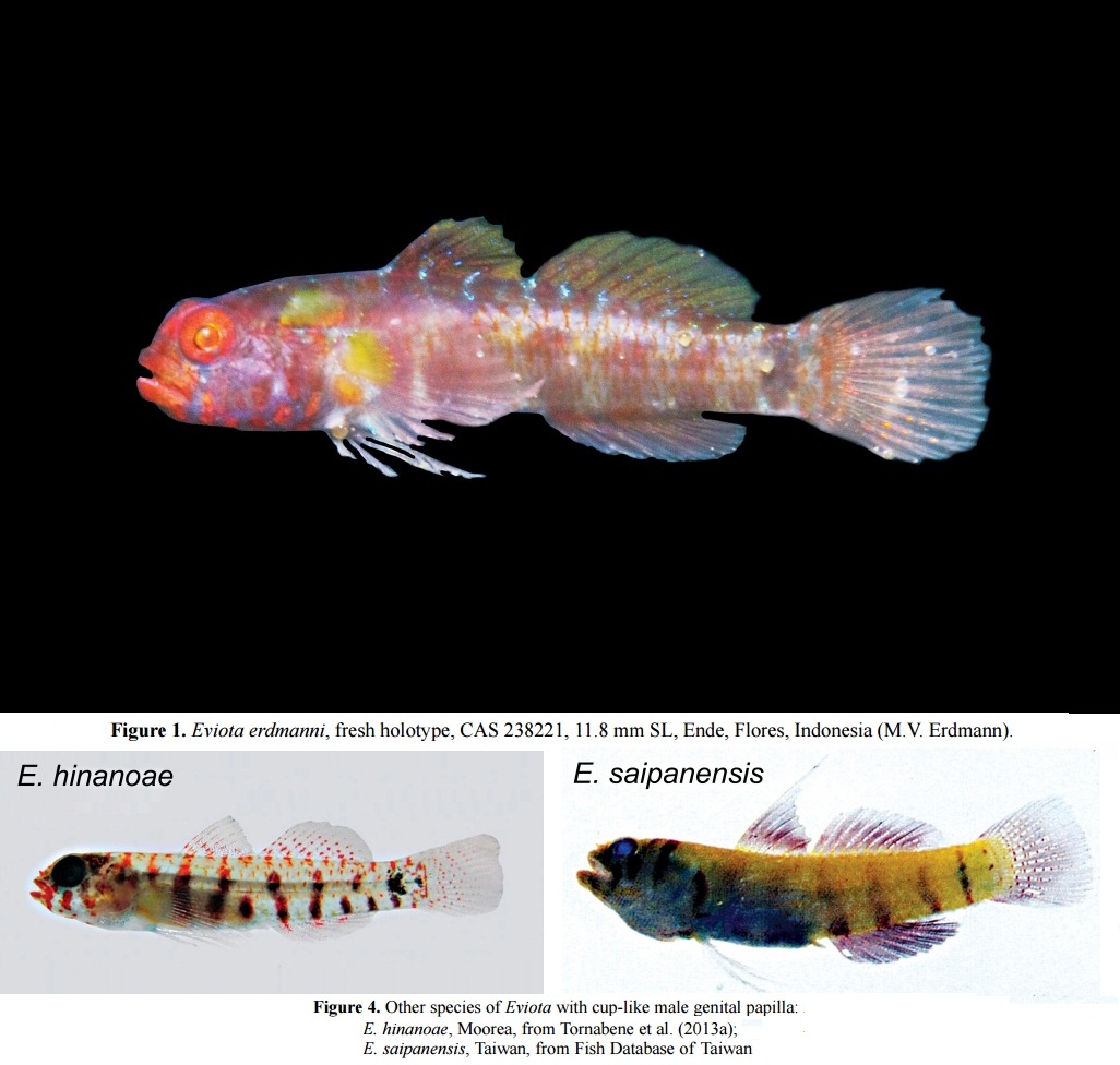 Eviota Gobies