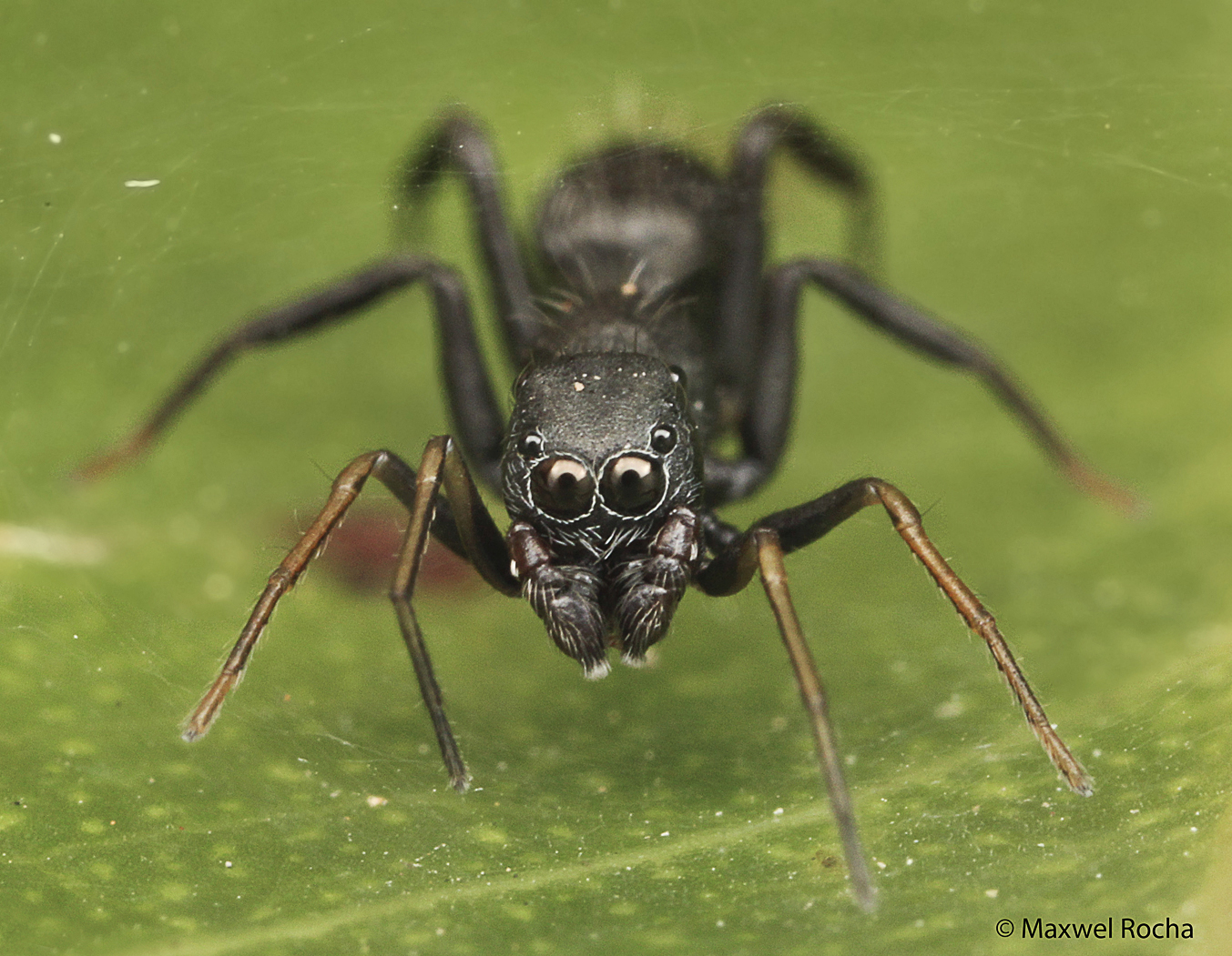 Macrofotografia por Maxwel Rocha: Aranhas