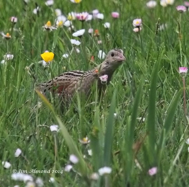 Shropshire Birder: Iona - Corncrake!!!