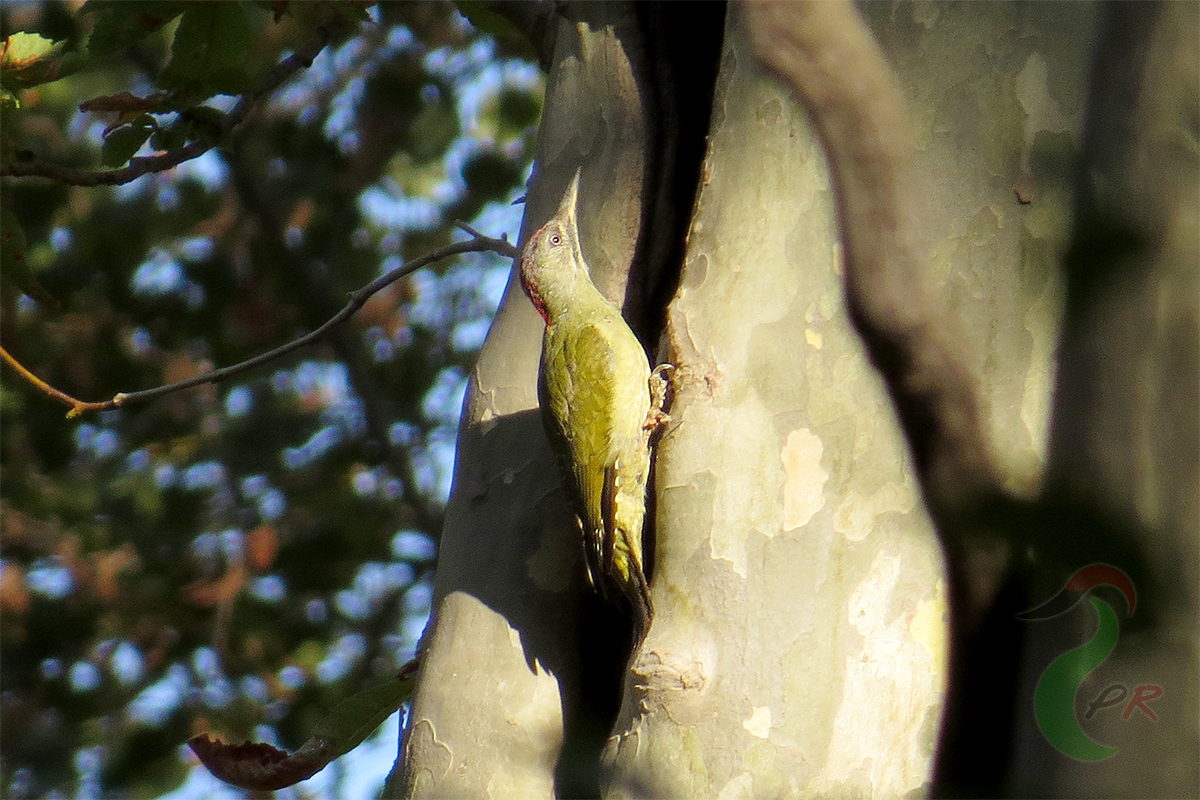 "Pito Real" - Ornitología