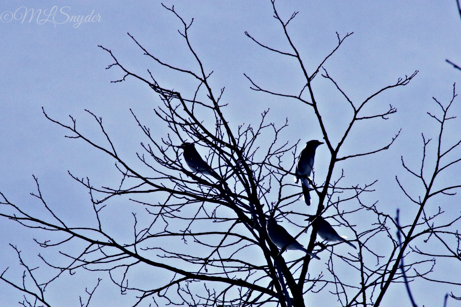 Our Retirement Days: Winter birds seen from afar