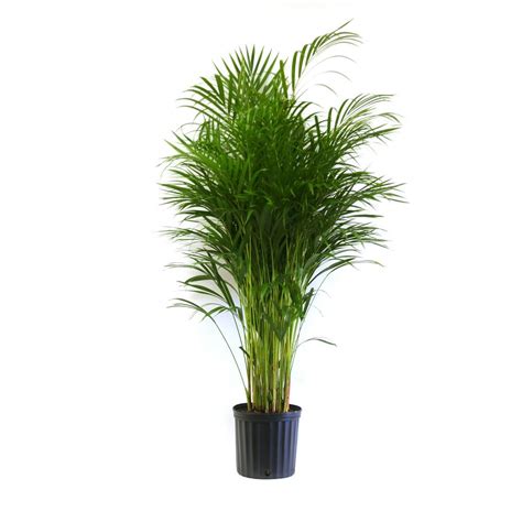 Plantas que embellecen tu hogar.: LA PLANTA ARECA