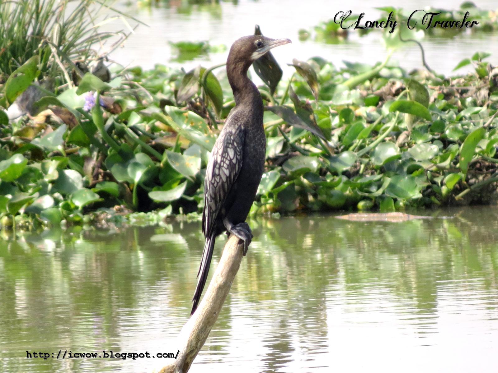 Little cormorant - Microcarbo niger