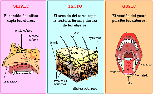 LO PIENSO, LO LEO, LO DIGO...: El Olfato, el Tacto y el Gusto...