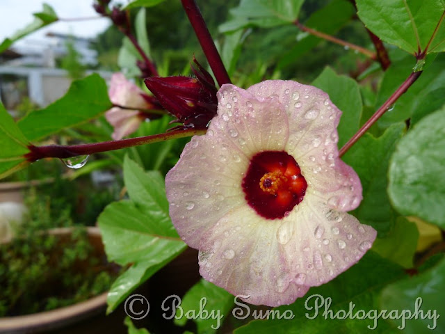 Baby Sumo Photography: Roselle flower with raindrops - KL, Malaysia