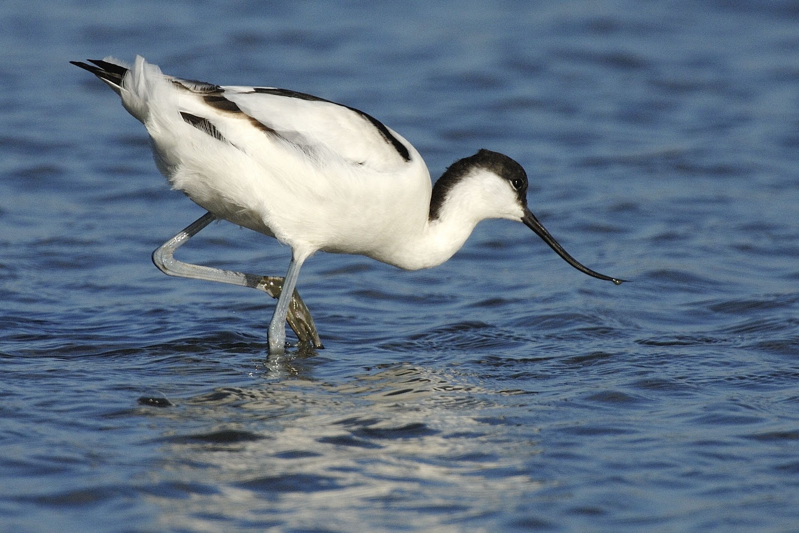 Dorset Birds: December 2011