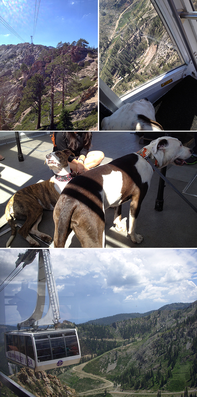 My Two Pitties: SQUAW VALLEY USA: A DOG'S TOUR