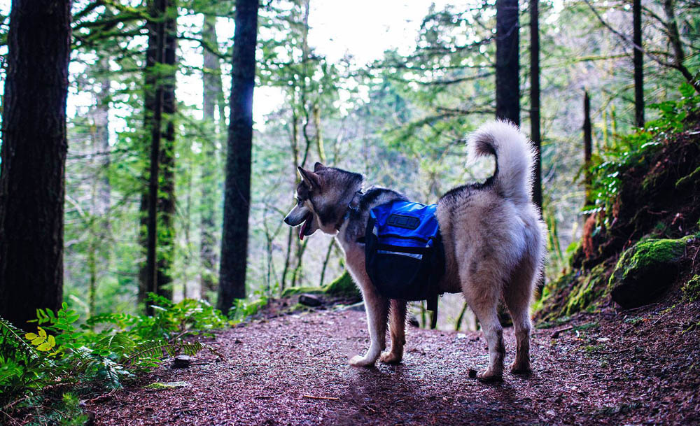 Alaskan Malamute - Breed Profile | Australian Dog Lover