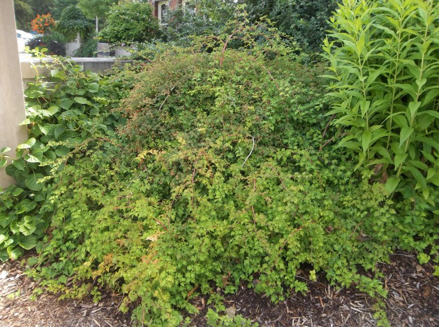 Future Plants by Randy Stewart: Stephanandra