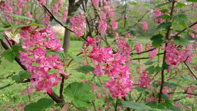 life between the flowers : Ribes red flowering & Ribes Aureum golden ...